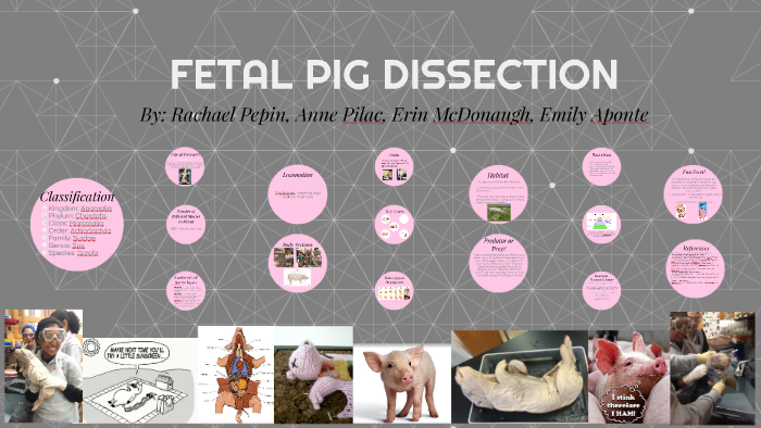 FETAL PIG DISSECTION by Rachael Pepin on Prezi