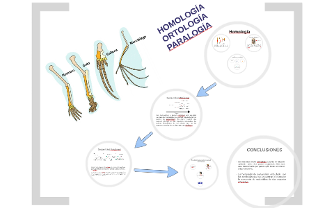HOMOLOGIA- ORTOLOGIA- PARALOGIA by Tomás Albán on Prezi