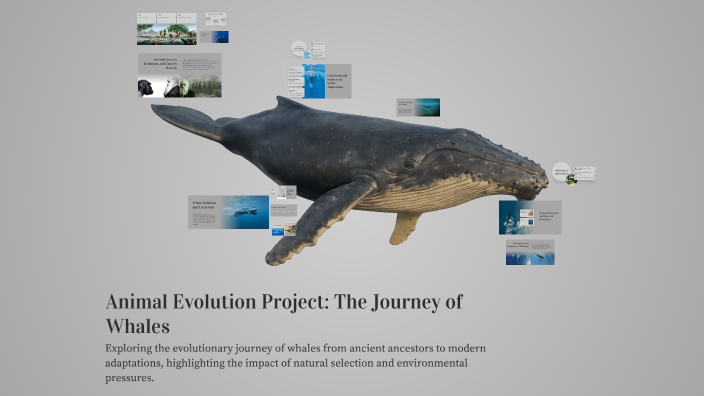 Animal Evolution Project: The Journey of Whales by Avery Whalen on Prezi
