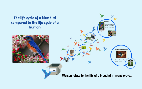 Life cycle of bluebird by maritza barajas on Prezi