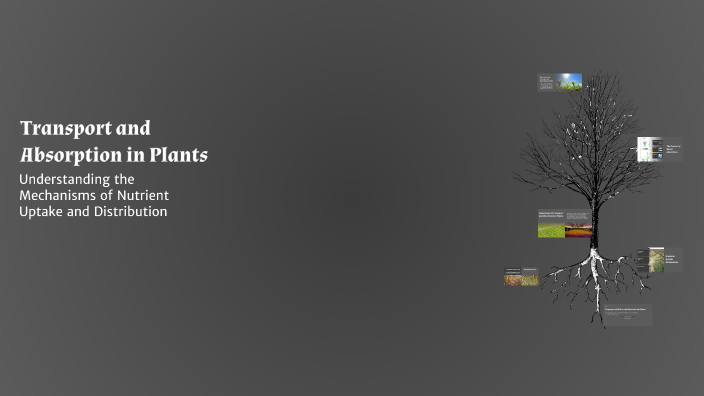 Transport and Absorption in Plants by sanabel hmidan on Prezi