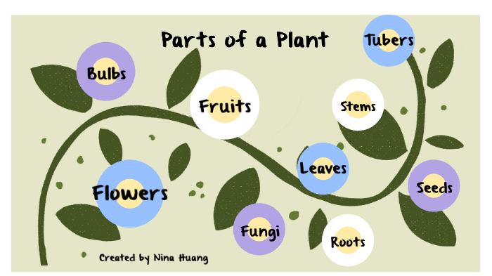 Assessment Parts of a Plant 2018 by Nina Huang on Prezi