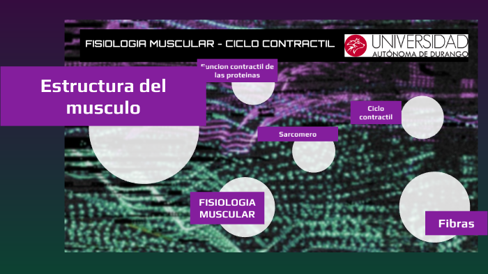FISIOLOGIA MUSCULAR - CICLO CONTRACTIL by Daniela Diaz on Prezi
