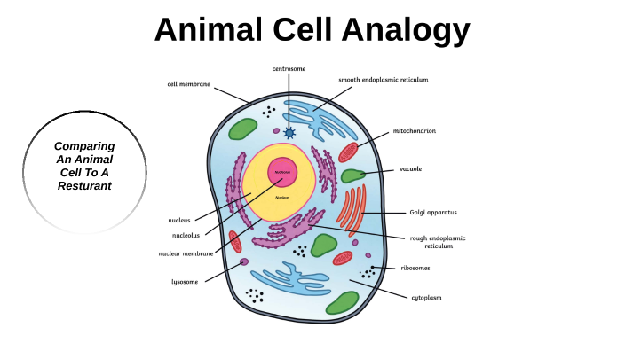 Animal Cell Analogy by Anna Bal on Prezi