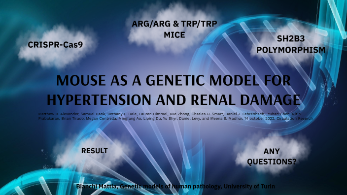 Mouse Model for Hypertension by Mattia Bianchi on Prezi