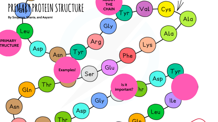 Primary Protein Structure by Aayami Gangurde on Prezi