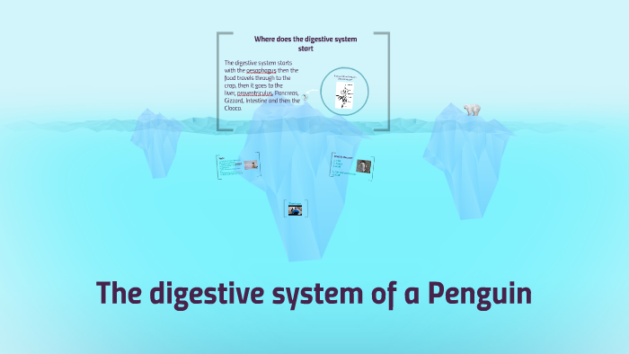 The digestive system of a Penguin by Lee Evang on Prezi