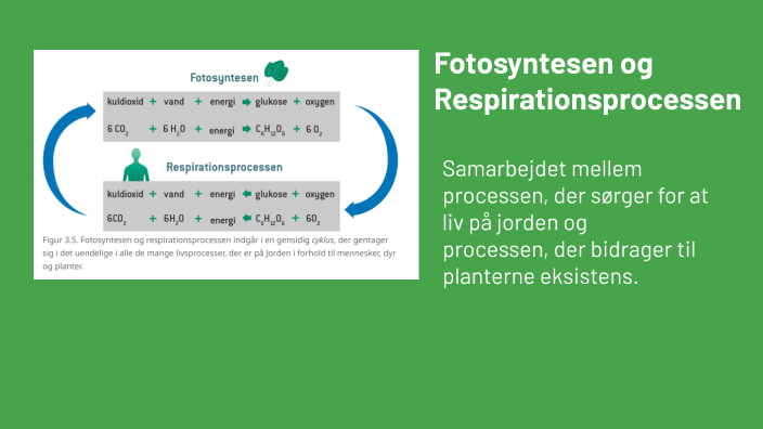 Fotosyntesen og respirationsprocessen by nQE0y6QrfR Al82rwmfpN on Prezi