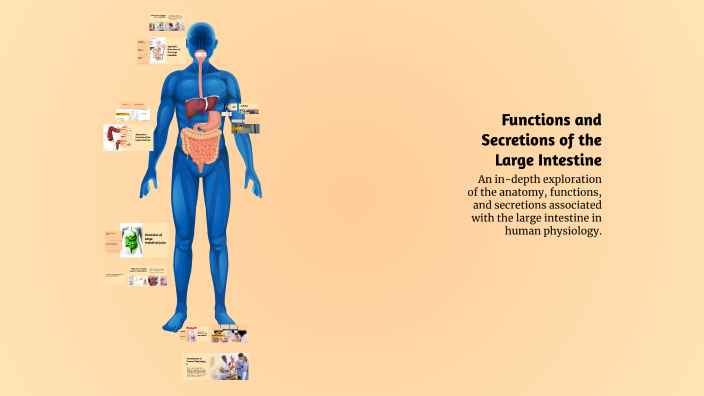 Functions and Secretions of the Large Intestine by احمد نورالدين on Prezi