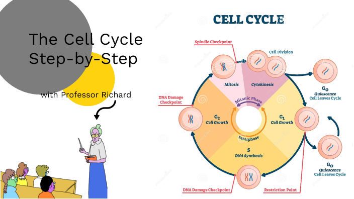 The Cell CycleStep-by-Step by Richard Gere on Prezi