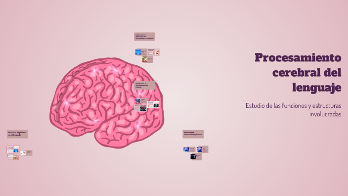 Procesamiento cerebral del lenguaje by diane bayliss on Prezi