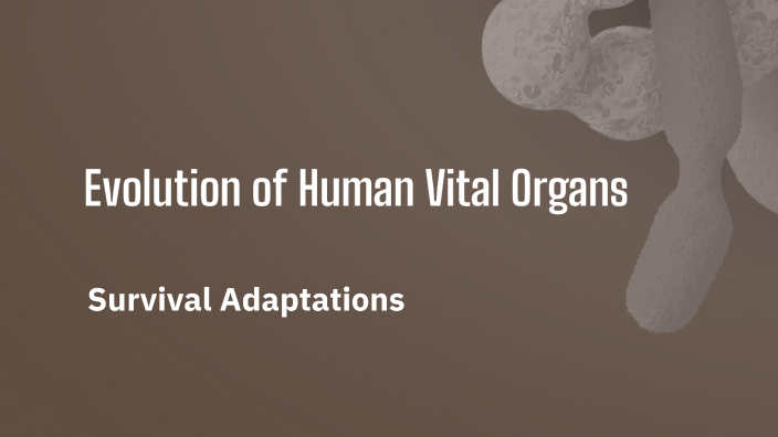 Evolution of Human Vital Organs by vincent geglia on Prezi