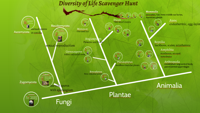 Diversity of Life Scavenger Hunt by Grace Phinney` on Prezi