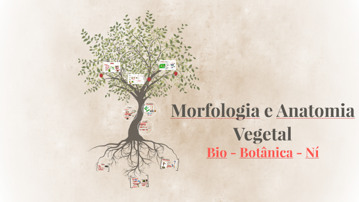 Morfologia e Anatomia Vegetal by Nivea Pinheiro