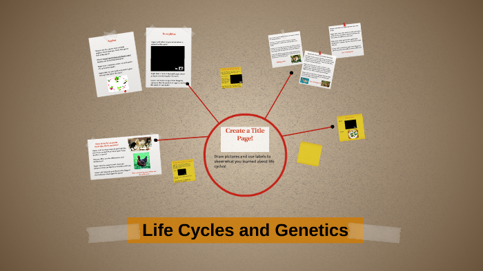 Life Cycles and Genetics by Morgan Liebert on Prezi