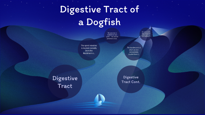 Shark Digestive System by Ashley Wallach on Prezi