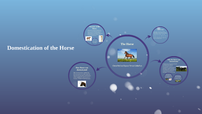 Domestication of the Horse by Natalie Conti on Prezi