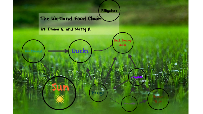 The Wetland Food Web by Matilda Han on Prezi