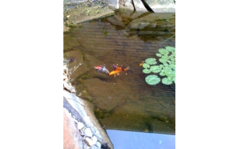 Taxonomic Classification of a Goldfish by Beth Mikeska on Prezi