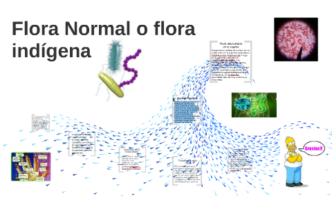Flora Normal o flora indígena by Tatiana Morales on Prezi