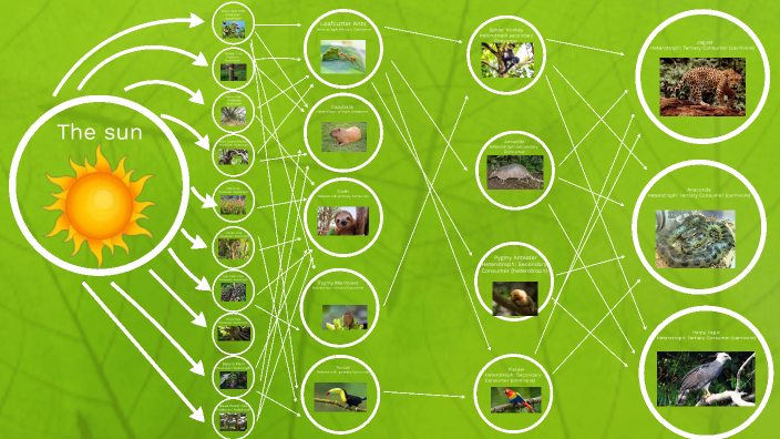 Amazon Rainforest Food Web by Andreya Garner on Prezi