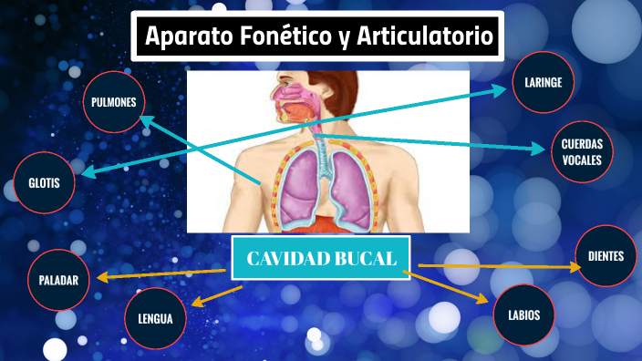 Aparato articulatorio by juan melo on Prezi