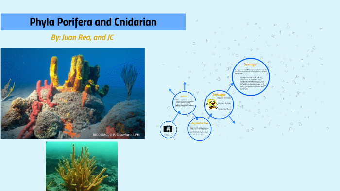 Phyla Porifera and Cnidarian by julio malagon on Prezi