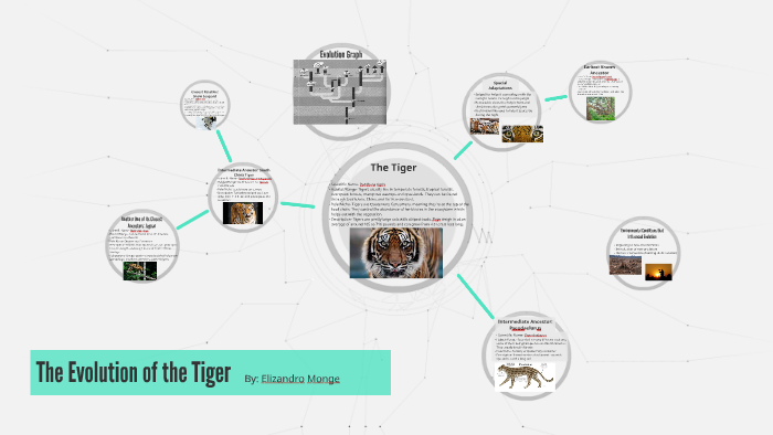 Evolution Of The Tiger by Elizandro Monge on Prezi