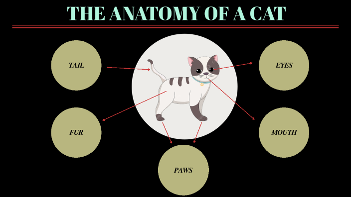 The Anatomy of a Cat by Allison St. Clair on Prezi
