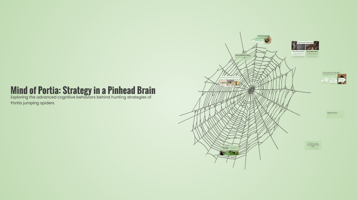The Hunting Genius of Portia Jumping Spiders by Neil Stemper on Prezi