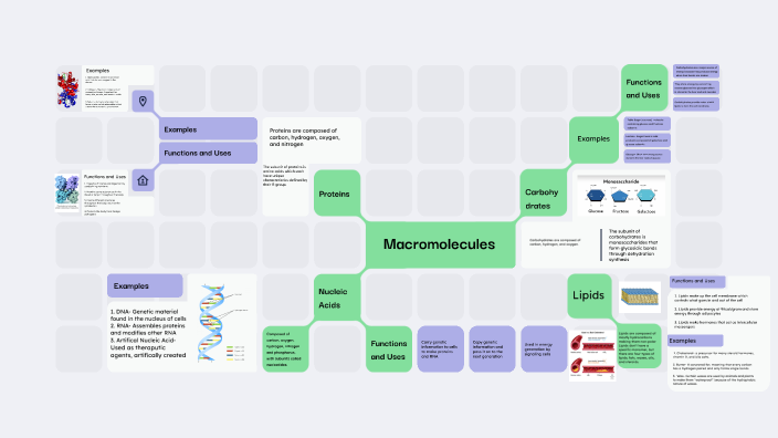 Macromolecules Project by Norah Bowers on Prezi
