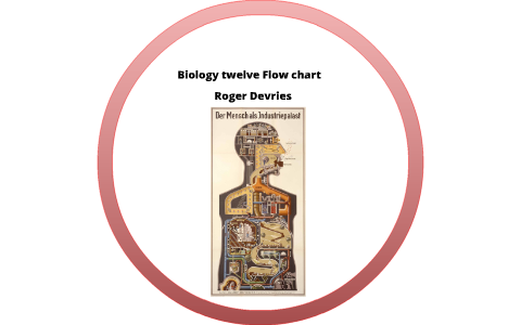 Biology flow chart by roger devries on Prezi