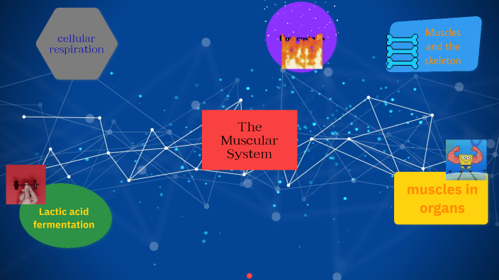 The Muscular System by Ethan Leighton on Prezi