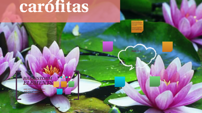 protista carófitas by itzel millan on Prezi