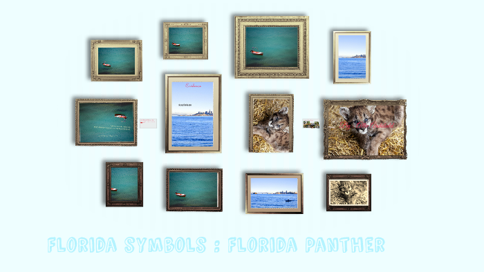 state symbols:Florida Panther by Allie Archibald on Prezi