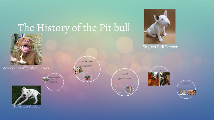 The History of the Pit bull by Jessica Brown on Prezi