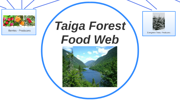 Taiga Food Web by Kamisha Siminoe on Prezi