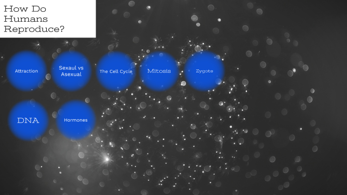 how humans reproduce by Hawraa Hassan on Prezi