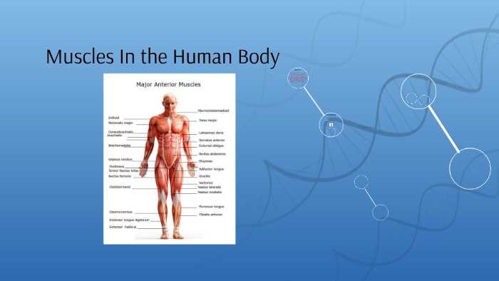 Mussels In the Human Body by Tyler Butter on Prezi