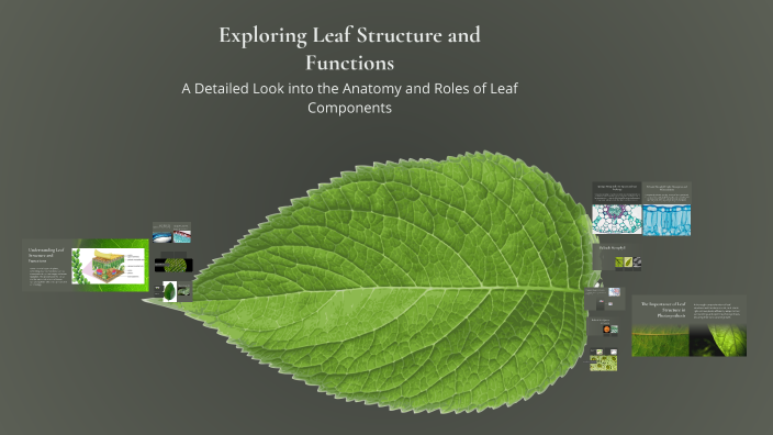 Exploring Leaf Structure and Functions by Rollerwinsthie Wilson on Prezi
