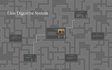 lion digestive system by Anthony Santoyo on Prezi