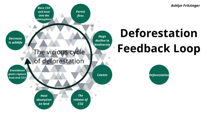 apes deforestation feedback loop by Ashlyn Fritzinger on Prezi