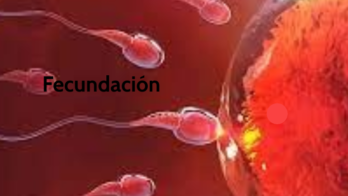 Fecundación by Belén Quintana on Prezi