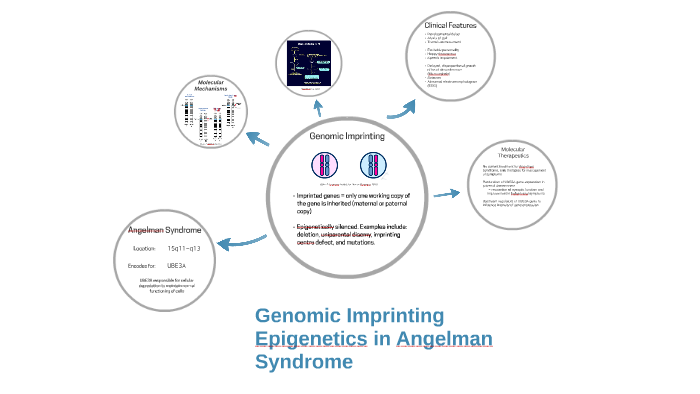 Genomic Imprinting Epigenetics in Angelman Syndrome by Alicia Wallis on ...