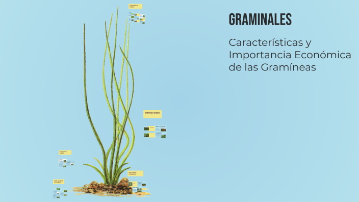 Graminales by Luz Caballero on Prezi