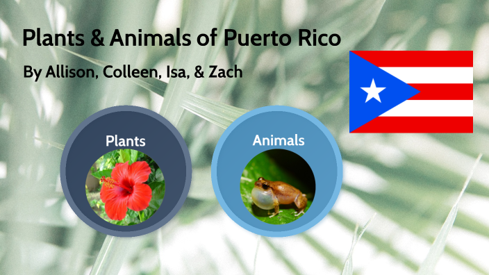 Plants & Animals of Puerto Rico by Colleen Molnar on Prezi