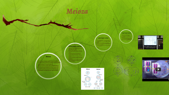 Meioza by Lungu Marius on Prezi