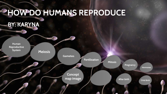 How Do Humans Reproduce? by Karyna Onwudinjo on Prezi