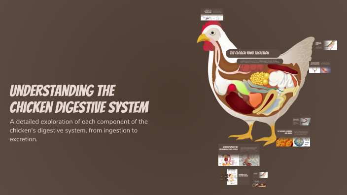 Understanding the Chicken Digestive System by Kiya York on Prezi