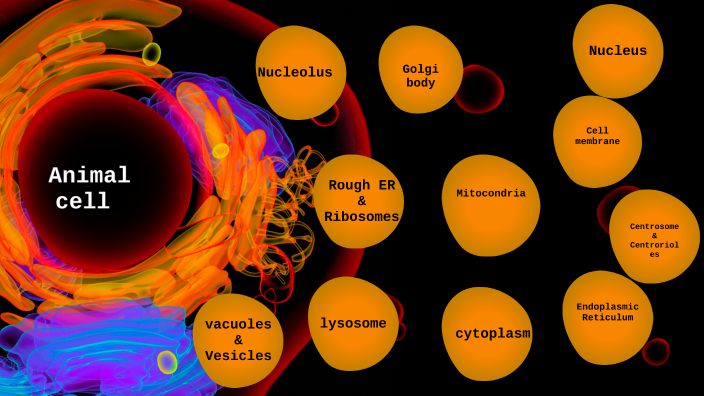 Animal cell by Logan Stortz on Prezi